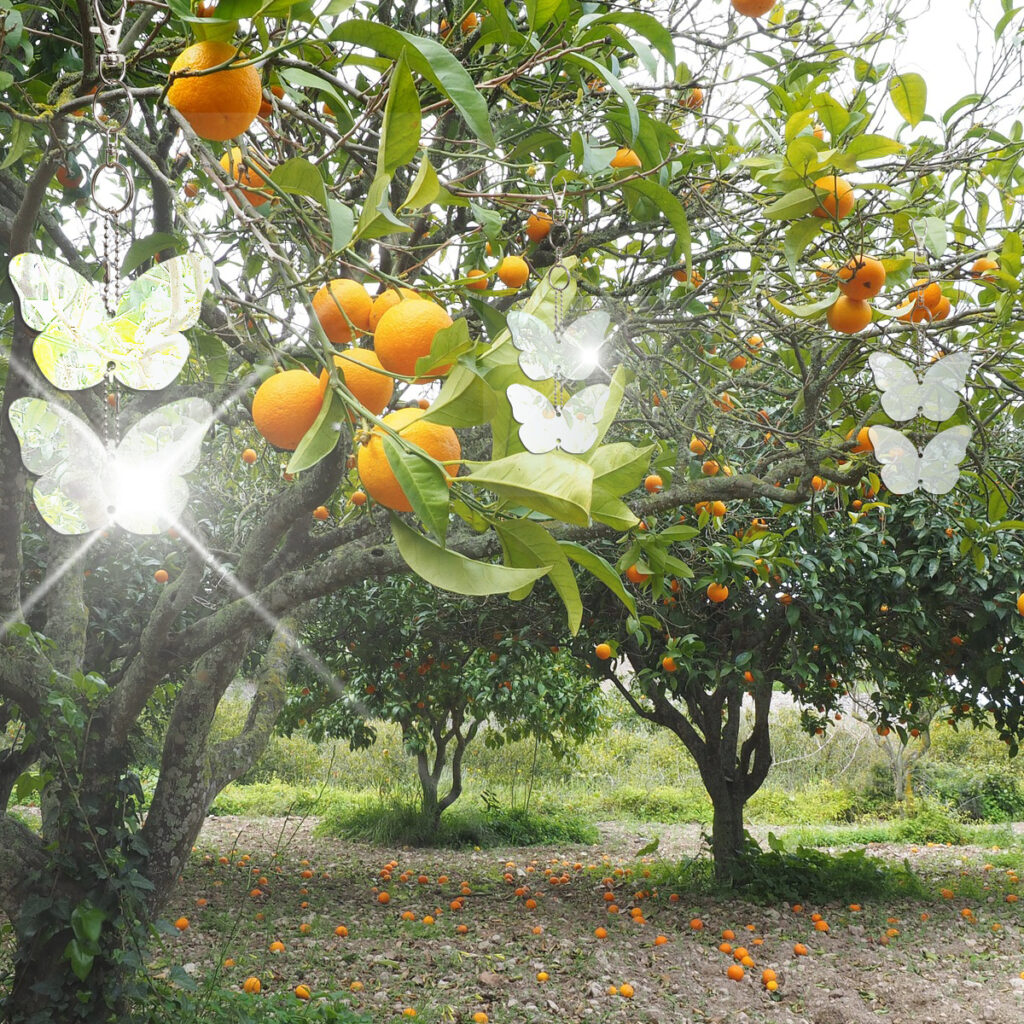 Butterfly Mirror Discs - EONBES
